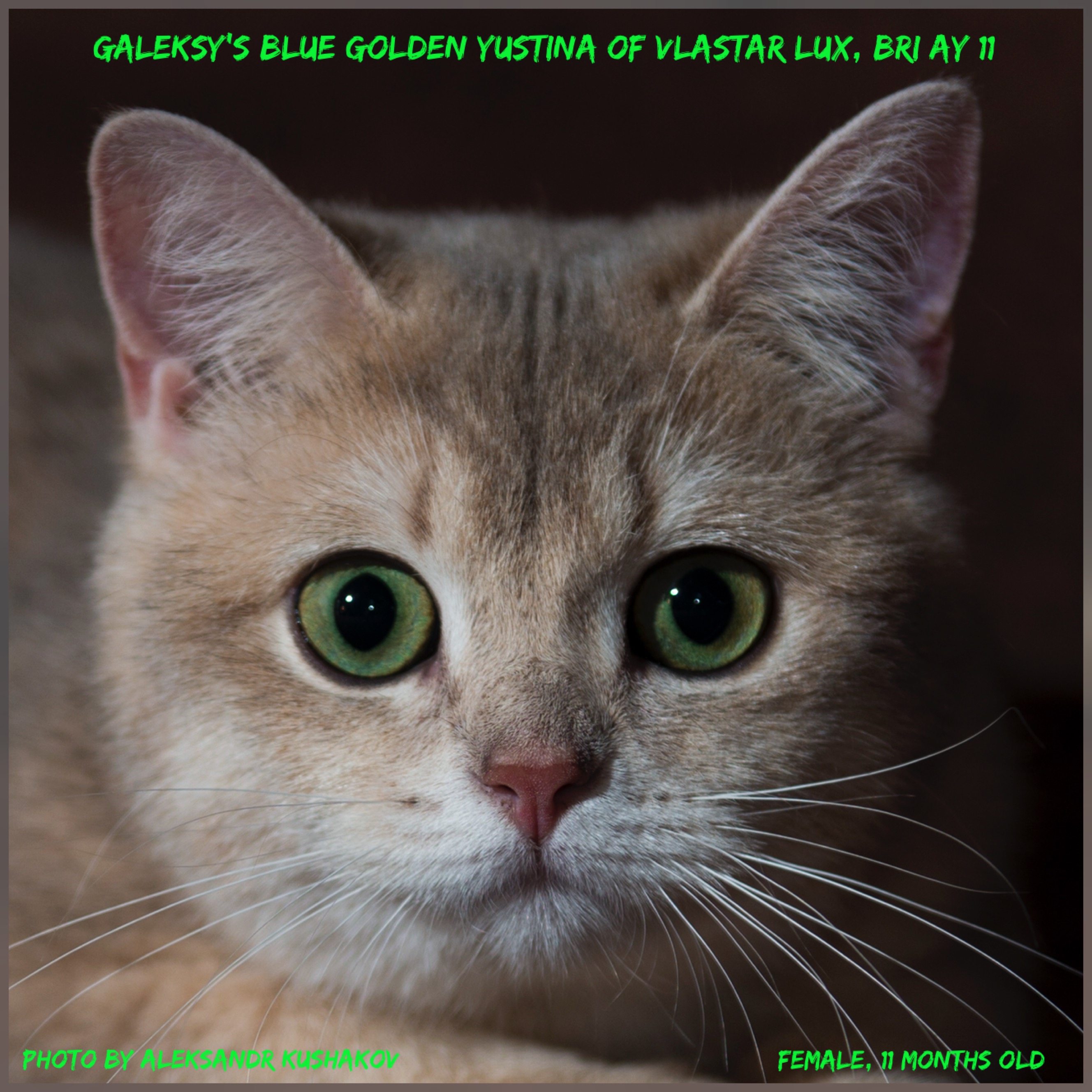 Galeksy's Blue Golden Yustina - VLASTAR LUX CATTERY