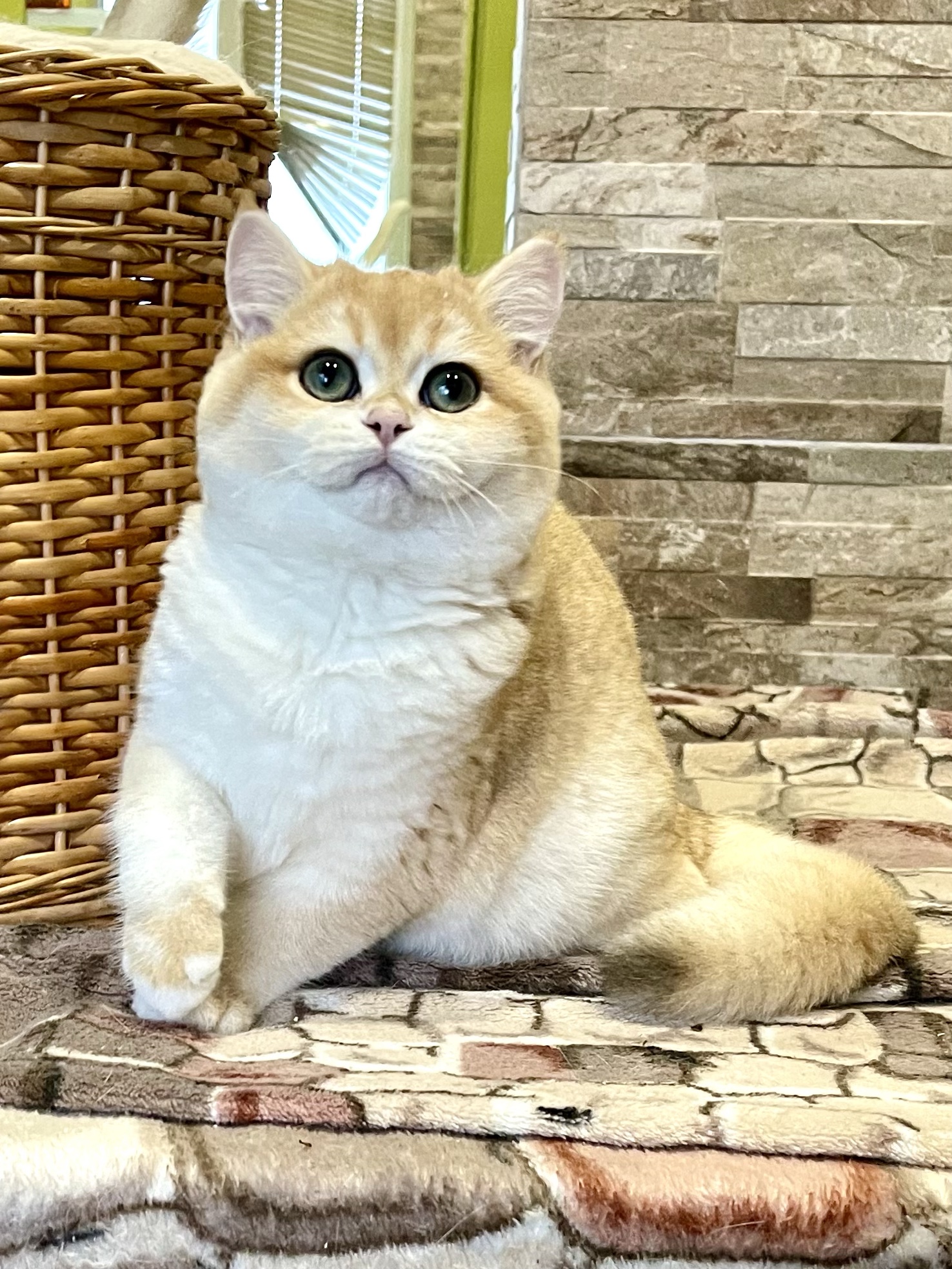 Vlastar Lux Nutella - VLASTAR LUX CATTERY