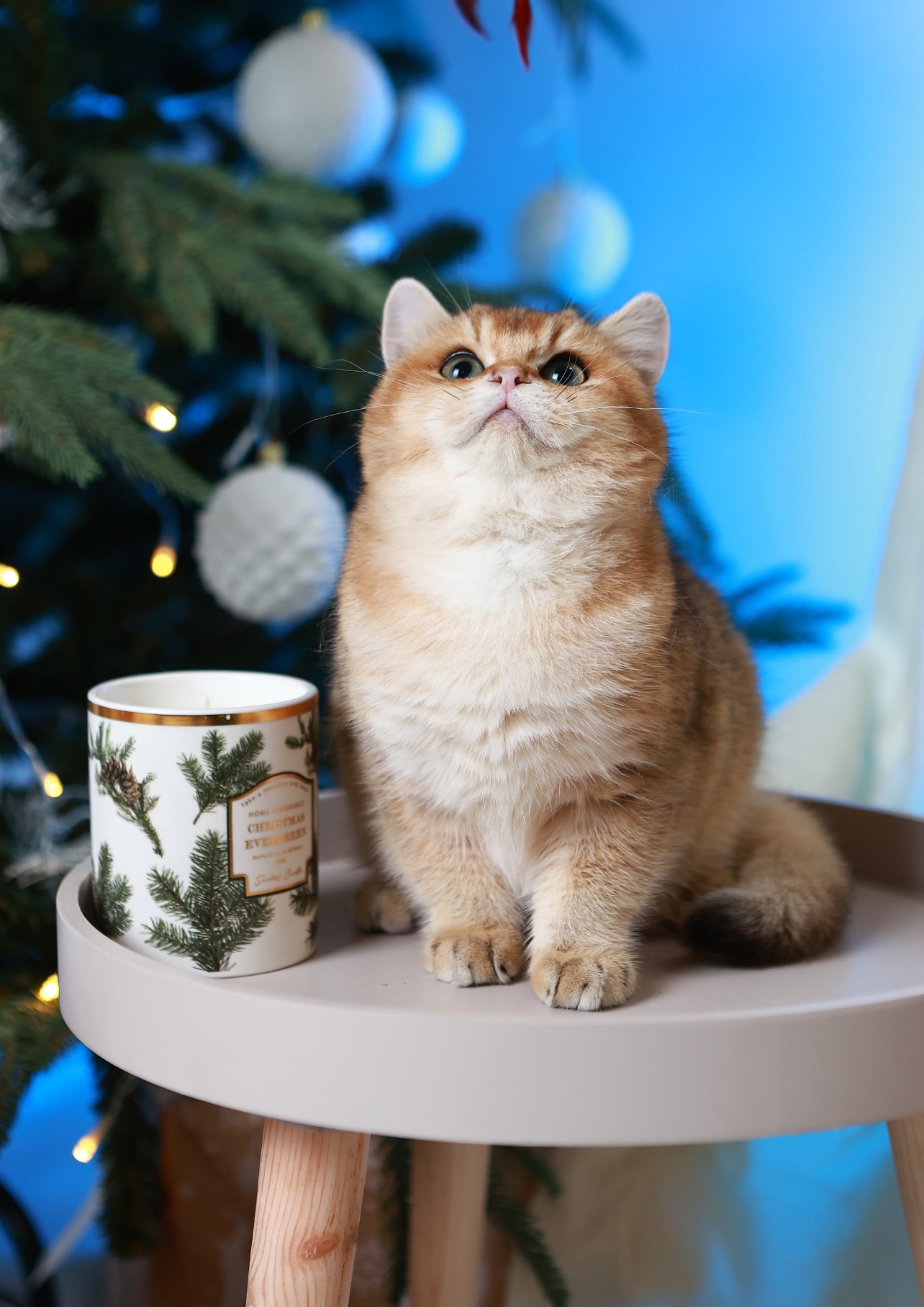 Litter O-23 (sold) - VLASTAR LUX CATTERY