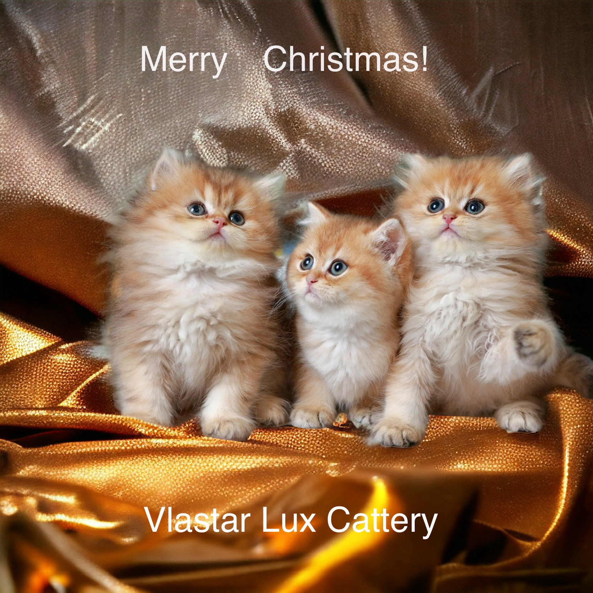 Basic Info - VLASTAR LUX CATTERY
