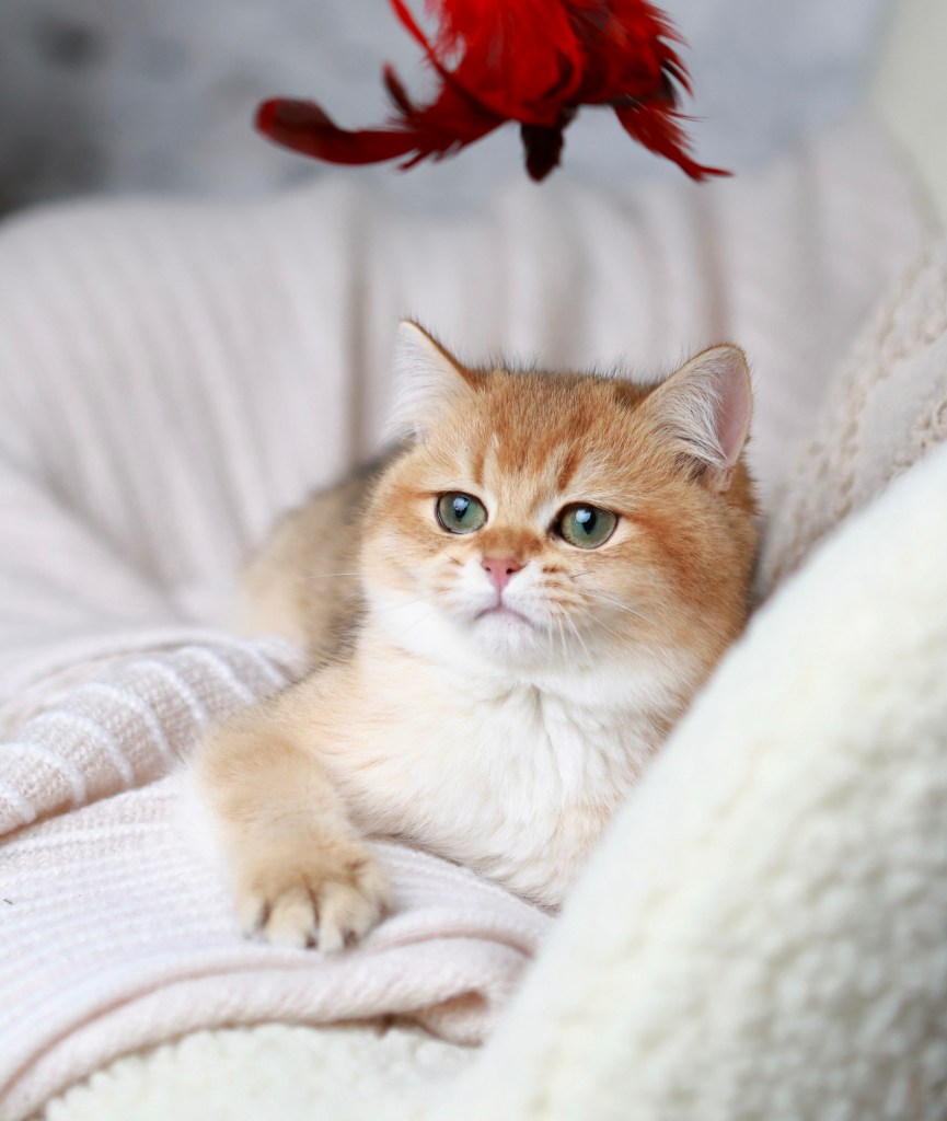 Chris, BRI ny 11, male - VLASTAR LUX CATTERY