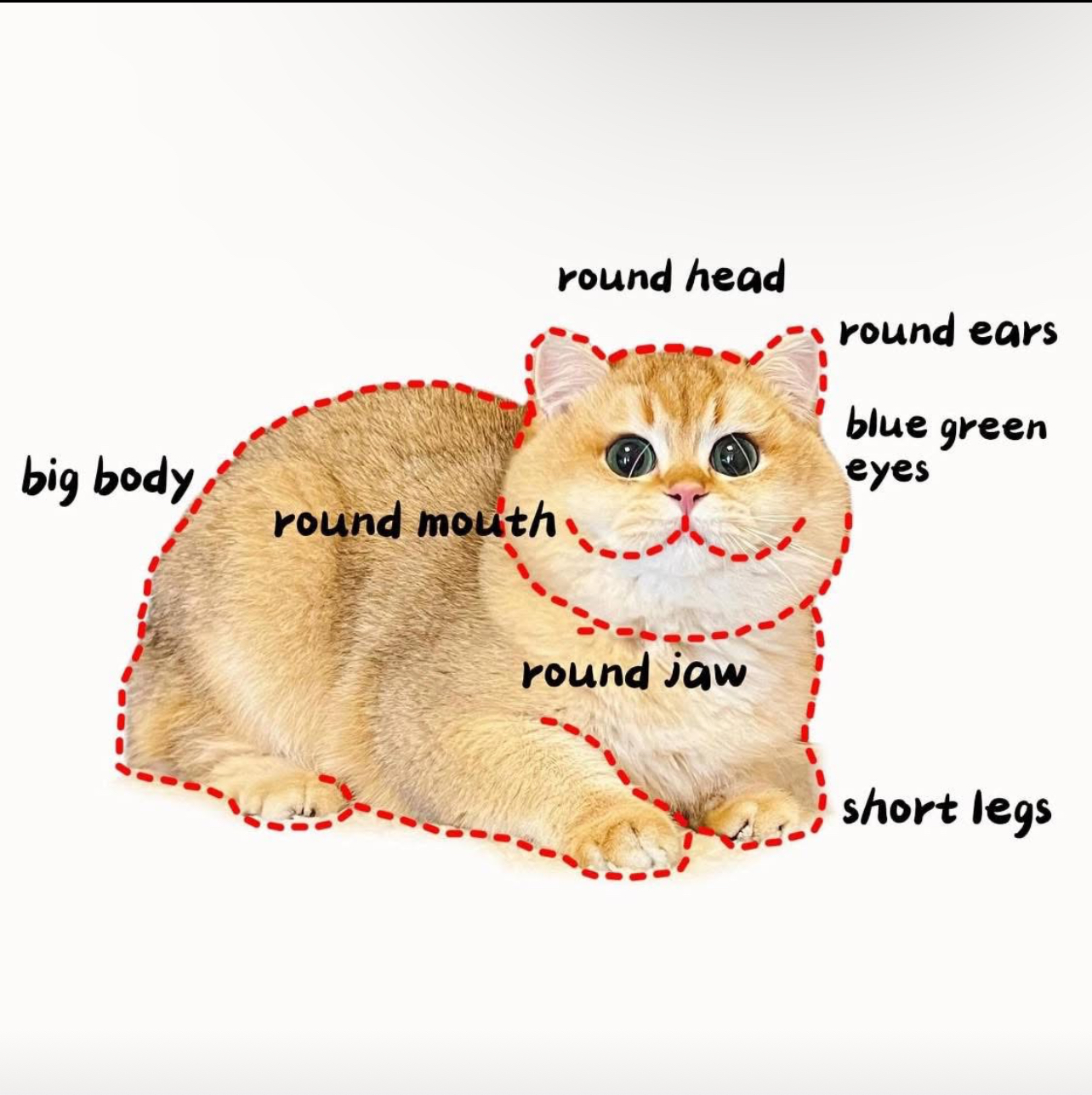 Golden British Shorthair - VLASTAR LUX CATTERY