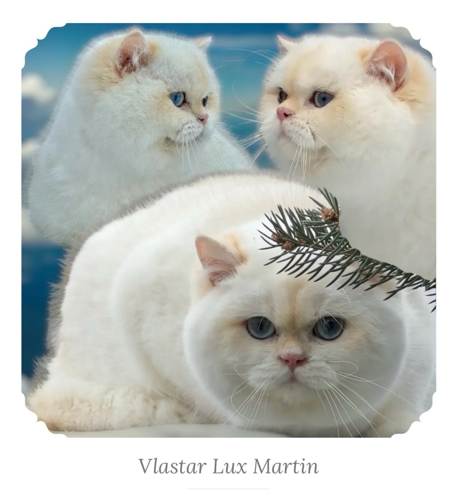 Litter S (C&P) - VLASTAR LUX CATTERY